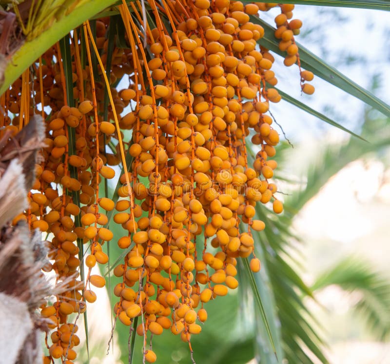Golden Yellow Dates Ripening on a Date Palm Tree Stock Image - Image of ...
