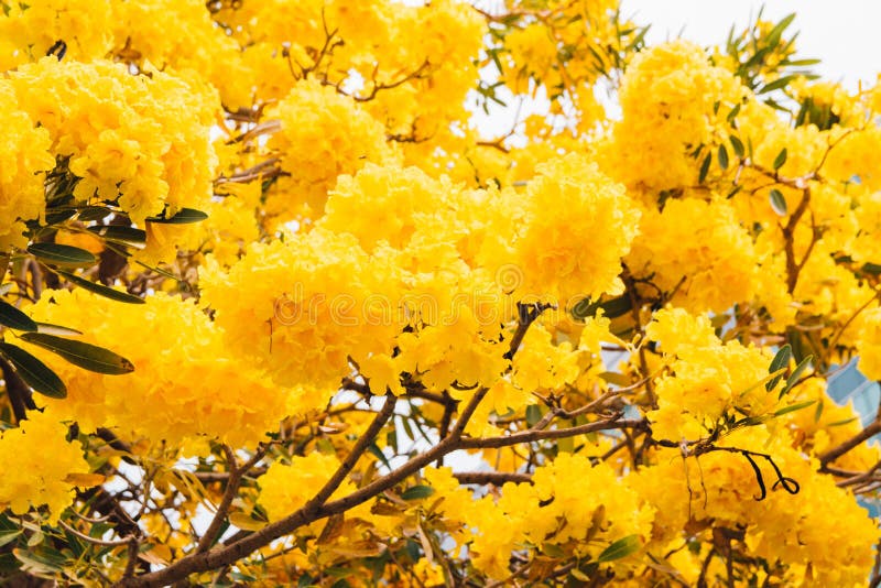 Golden Yellow Flower Blossom Tree Blossom Stock Photo - Image of park ...