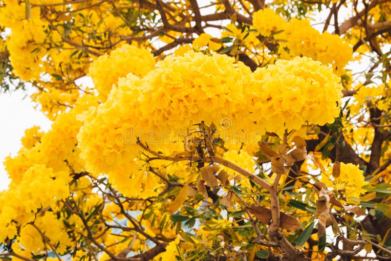 Golden Yellow Flower Blossom Tree Blossom Stock Image - Image of season ...
