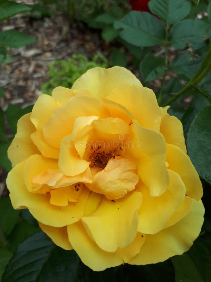 Golden Yellow Flower stock image. Image of rose, flower - 95534873