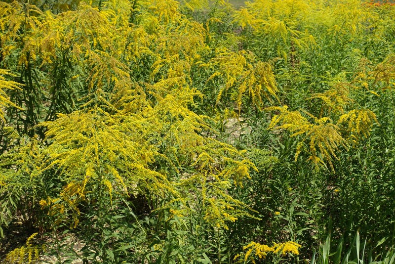 Golden Yellow Flowers of Solidago in August Stock Photo - Image of ...
