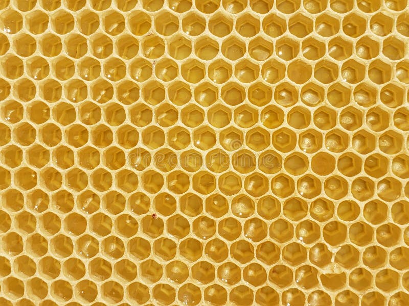The Golden Yellow Honey Comb. Stock Photo - Image of flower, design ...