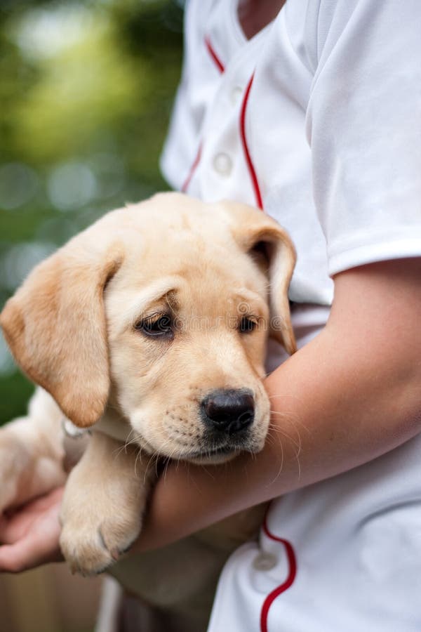 Golden Yellow Lab Puppy stock photo. Image of floppy - 20908856