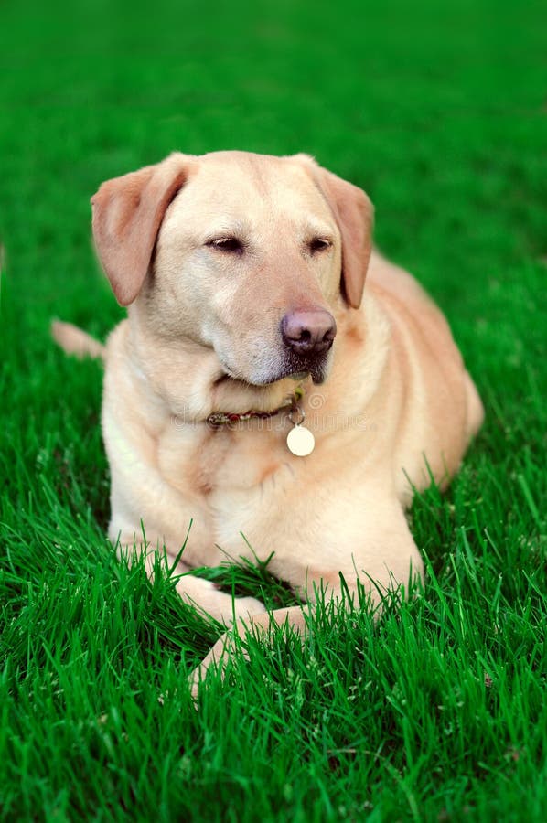 Golden Yellow Labrador Dog on Grass Stock Photo - Image of rested ...