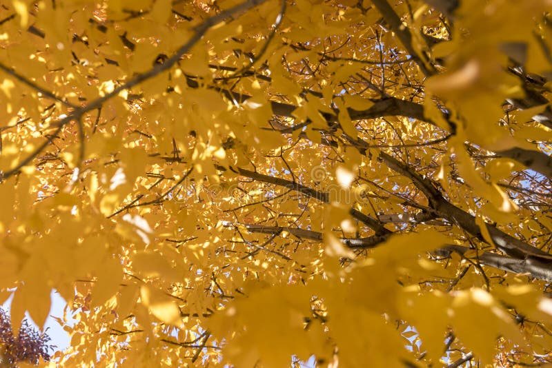Golden Yellow Leafy Background of Fall Color Stock Photo - Image of ...