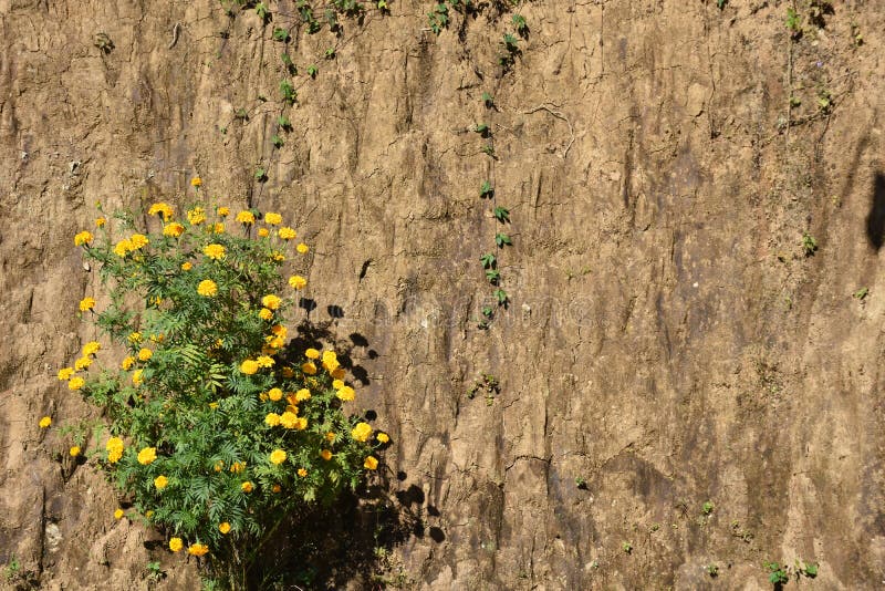 Golden Yellow Marigold with Textured Mud Wall and Hanging Creeper Stock ...