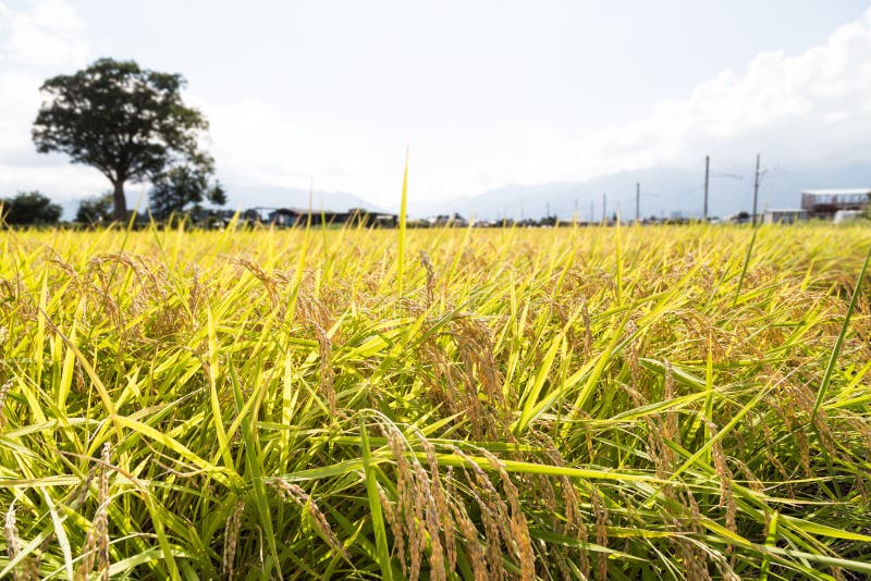 Golden paddy rice field stock photo. Image of blue, clouds - 34850084