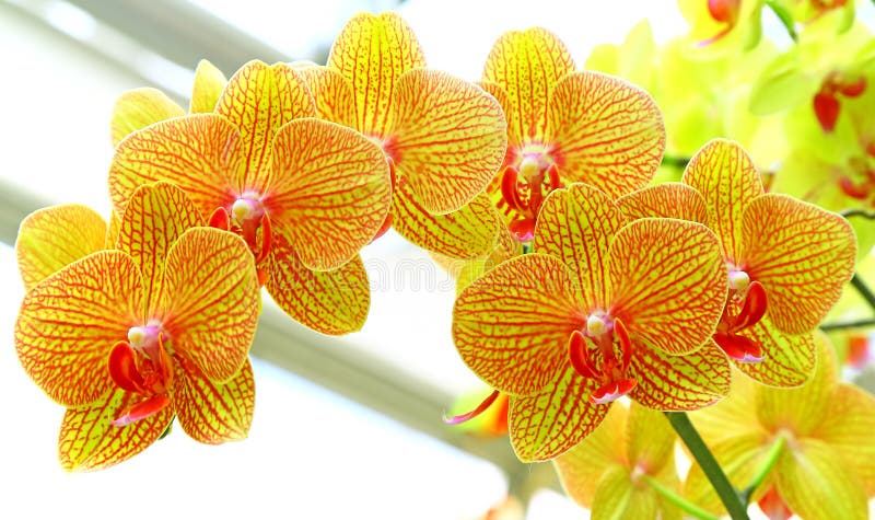 Golden Orchids stock image. Image of plant, botanical - 8354119