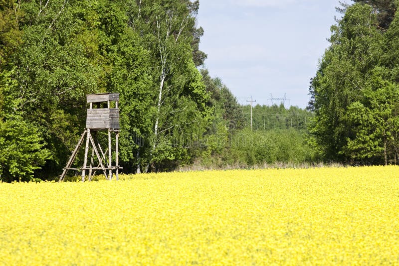 Golden yellow field stock photo. Image of cloud, blossoms - 30996902