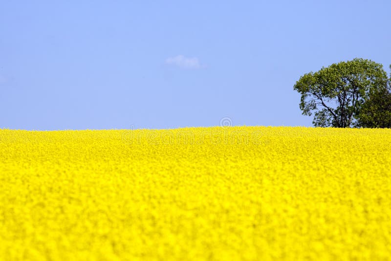 Golden yellow field stock photo. Image of country, regeneration - 31122362