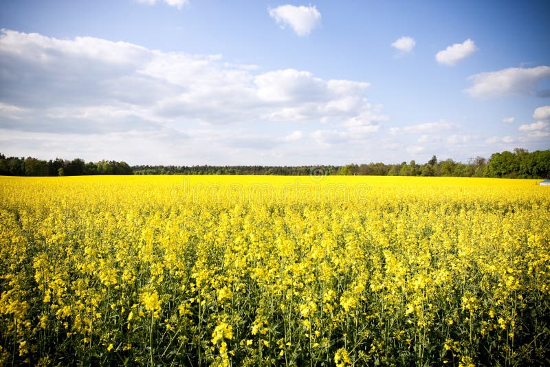 Golden yellow field stock image. Image of energy, fields - 31259881