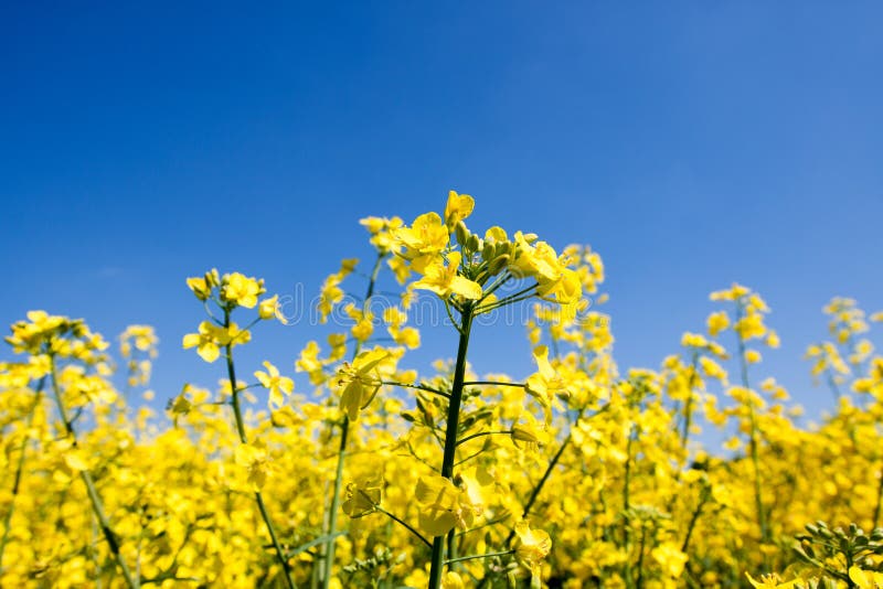 Golden yellow field stock photo. Image of poland, regeneration - 32578626
