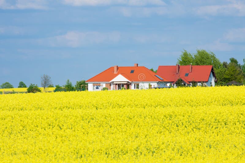 Golden yellow field stock photo. Image of agriculture - 32740184