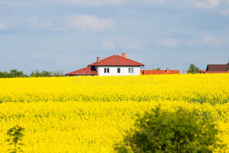 Golden yellow field stock photo. Image of agriculture - 36066242