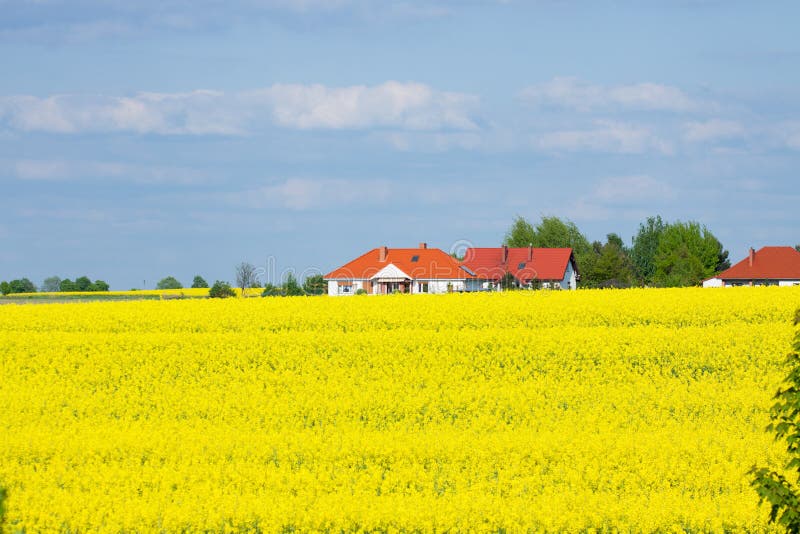 Golden yellow field stock image. Image of farm, environment - 36066353