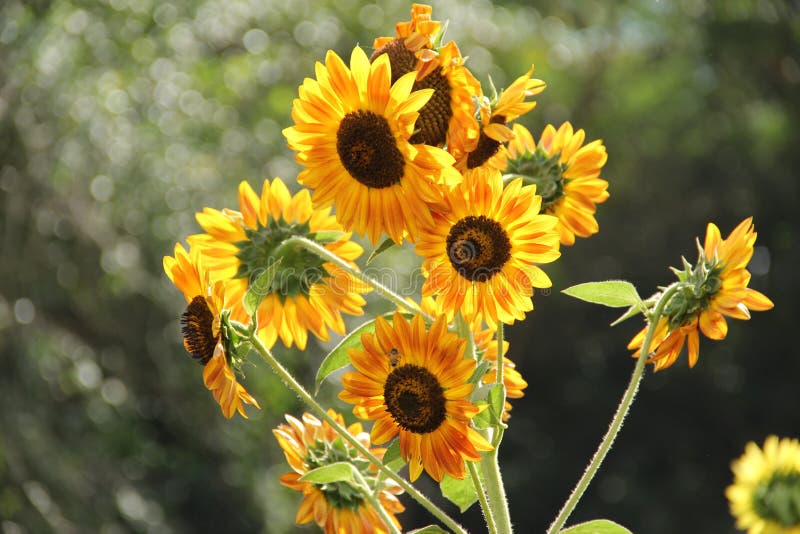 Golden-yellow Rays Sunflower Stock Image - Image of orange, spring ...