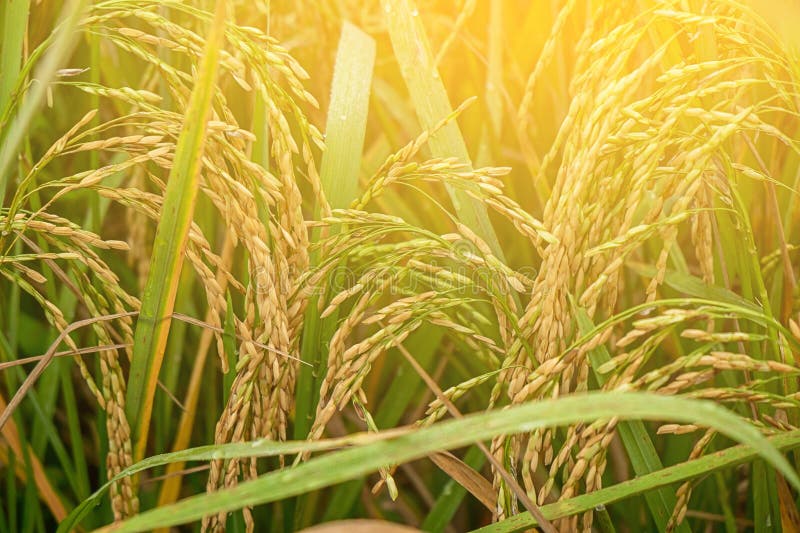 Golden Yellow Rice in the Rice Fields Early Morning, Ready for ...