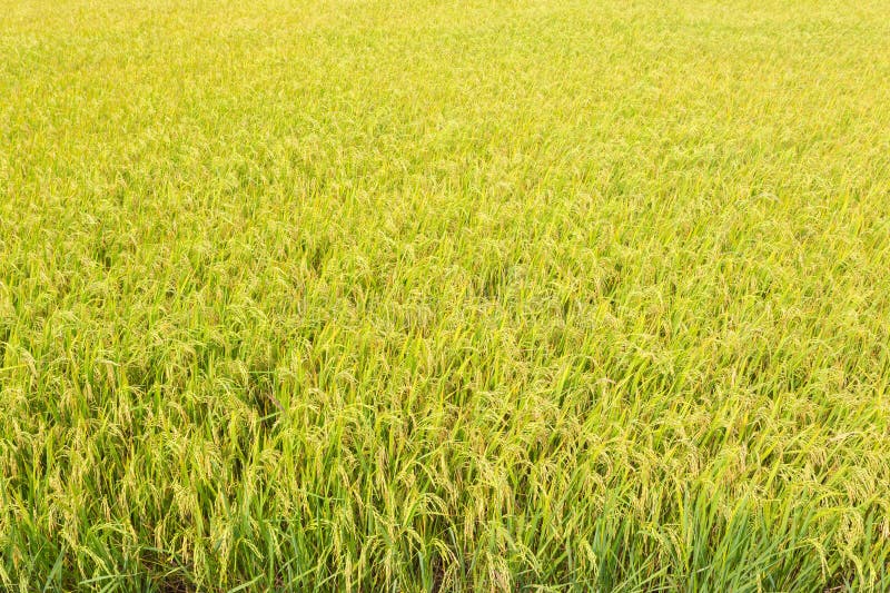 Golden Yellow Seeds in Rice Fields Waiting for Harvest Stock Photo ...