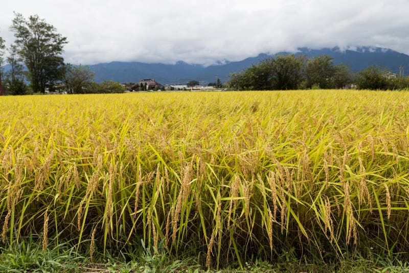 Golden Yellow Short Grain Paddy Rice Field Stock Photo - Image of ...