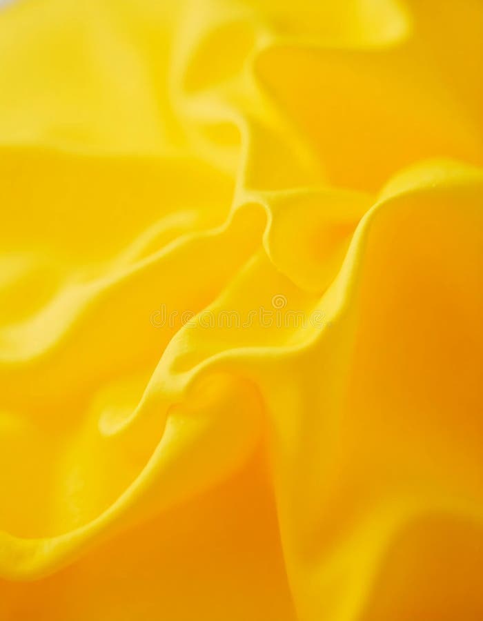 Golden Yellow Silk Fabric Undulates Softly, Capturing the Light and ...