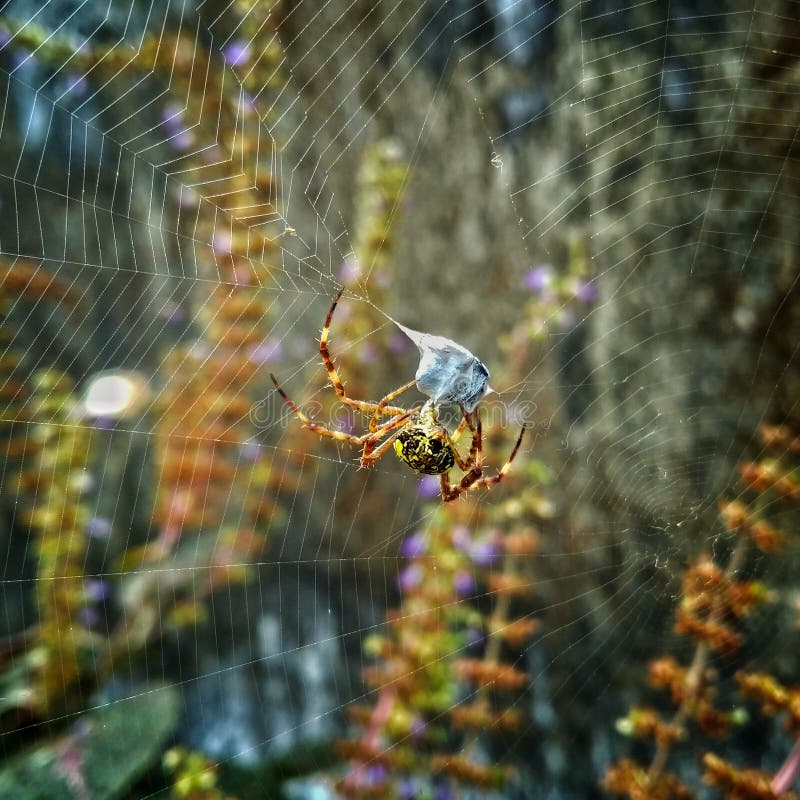 Golden Yellow Spider in the Cobweb that Gets Its Prey Stock Photo ...