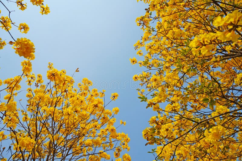 Golden yellow tree stock photo. Image of environment - 29156584