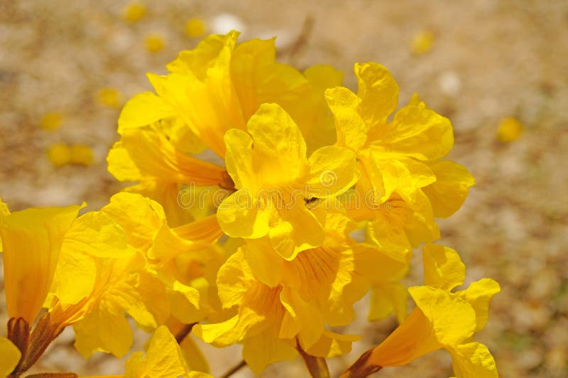 Golden yellow tree stock image. Image of colorful, light - 29156669