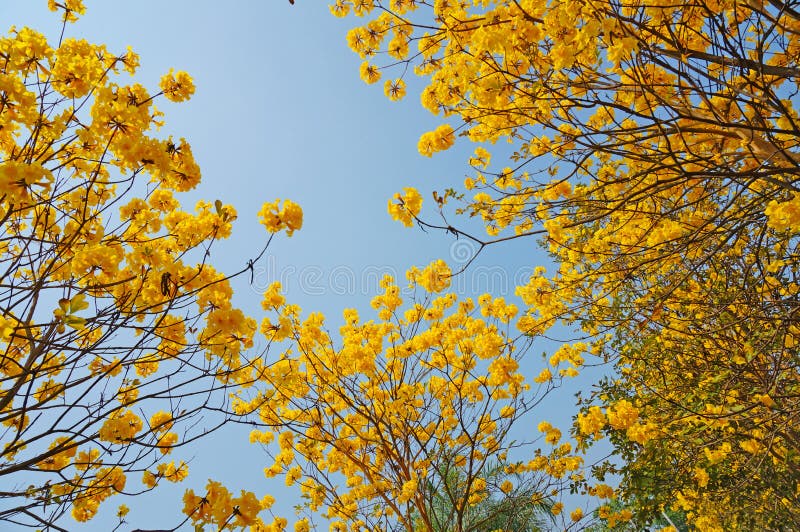 Golden yellow tree stock photo. Image of forest, landscape - 29156794