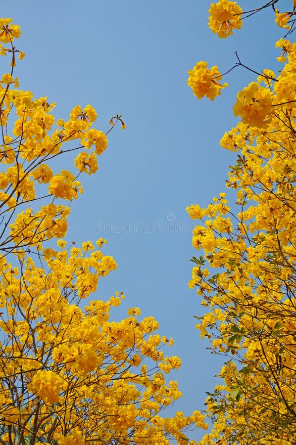 Golden yellow tree stock photo. Image of outdoors, beautiful - 29156842