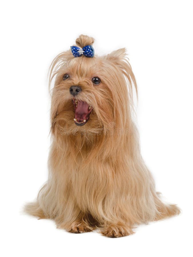 Golden Yorkshire Terrier stock image. Image of portrait - 22558099