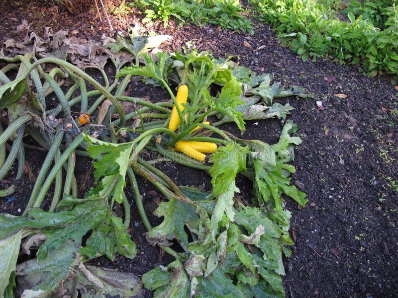 Golden Zucchini in a Vegetable Patch in Autumn Stock Photo - Image of gardening, garden: 317385570