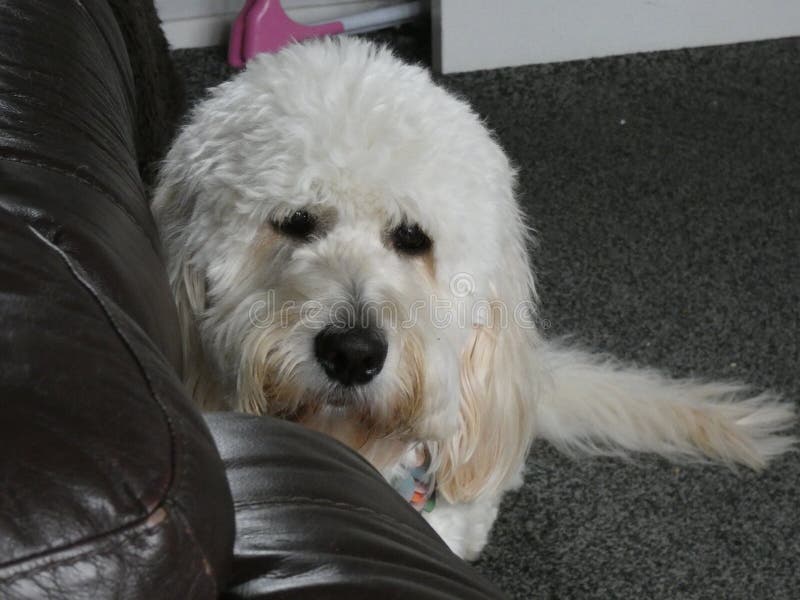 Goldendoodle Dog Resting by the Sofa Stock Photo - Image of pets ...