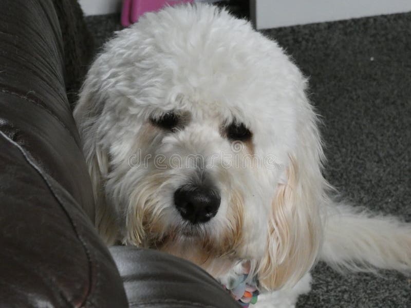 Goldendoodle Dog Resting by the Sofa Stock Image - Image of golden ...
