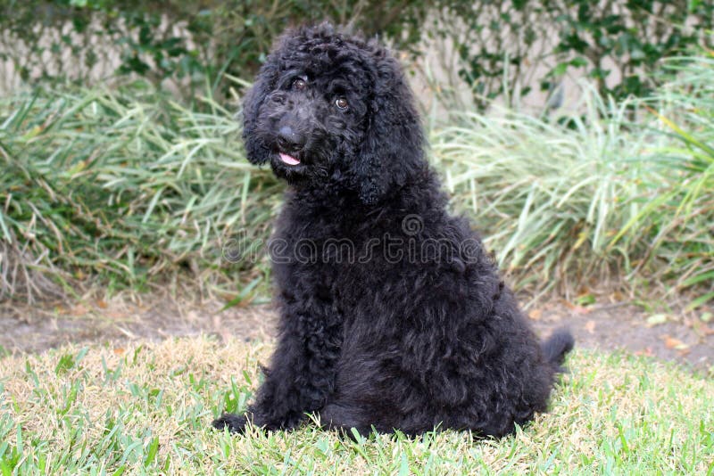 Goldendoodle noir photo stock. Image du oeil, carniche - 106827844