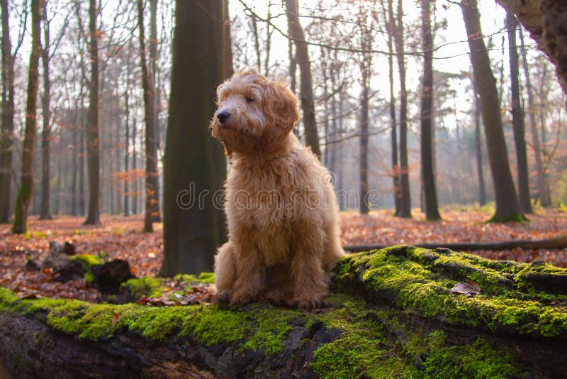 Goldendoodle Sitting Pup on a Tree Stump Branch Stock Photo - Image of ...