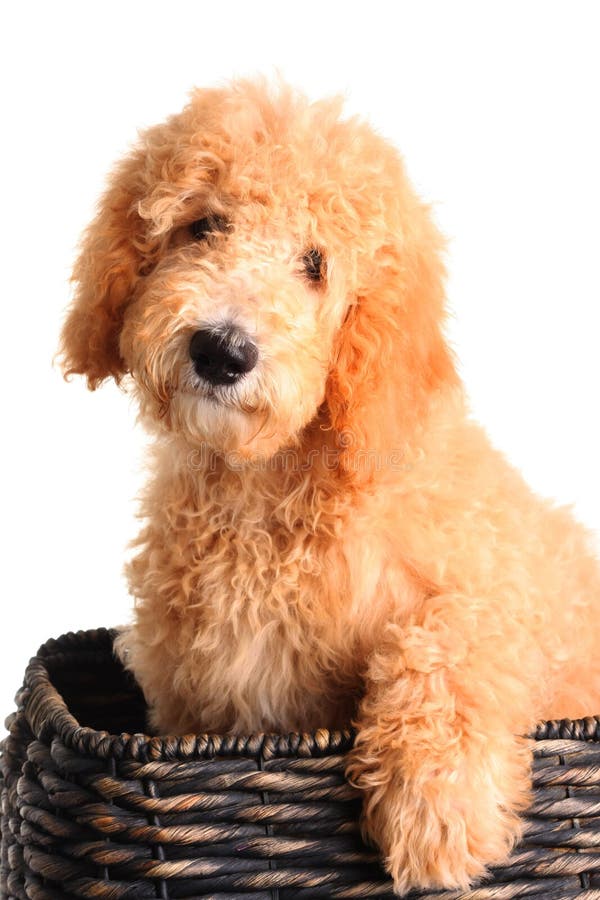 Golden doodle puppy stock image. Image of white, goldendoodle - 15494403 Golden doodle puppy stock image. Image of white, goldendoodle - 15494403
