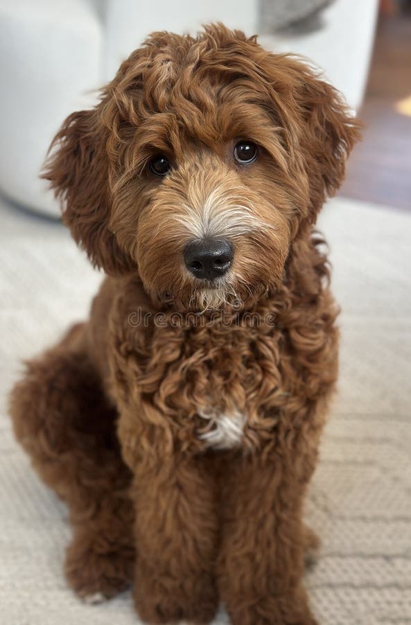 Goldendoodle Puppy Sitting stock photo. Image of goldendoodle - 384778286
