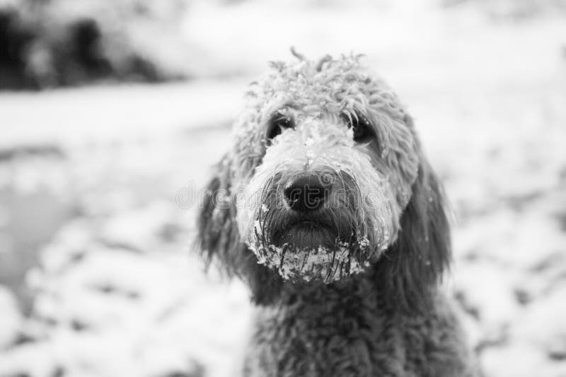 Goldendoodle in snow stock photo. Image of snow, carnivoran - 49923852