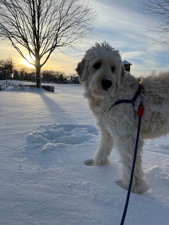 Goldendoodle in a Snowy Park Stock Photo - Image of animal, park: 276752072