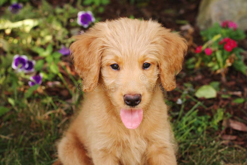 Arg Jack Russell För Mops Valp Arkivfoto - Bild av hund, korsning: 79389852