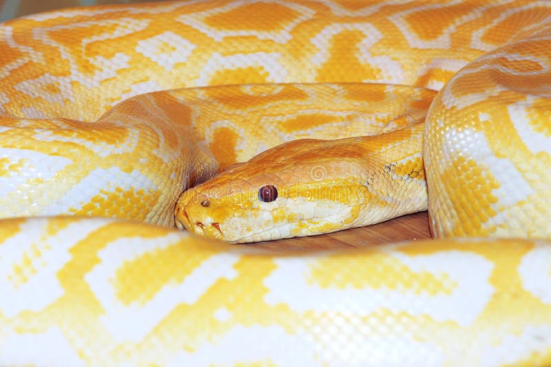 Goldene Boa stockfoto. Bild von nave, albino, mutant - 35135382
