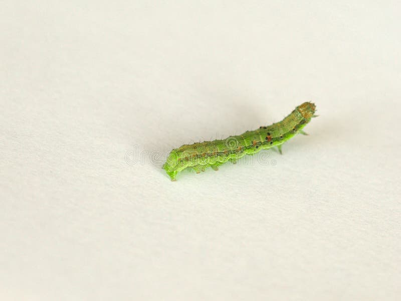 Goldene Motte Auf Purpurroter Blende Stockbild - Bild von purpurrot ...