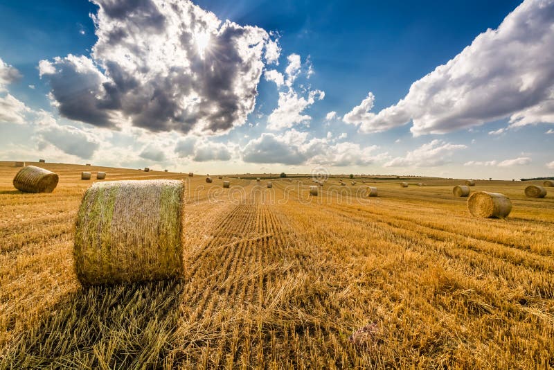 Goldene Garbe Heu am Sonnigen Tag Stockbild - Bild von heuschober, blau ...