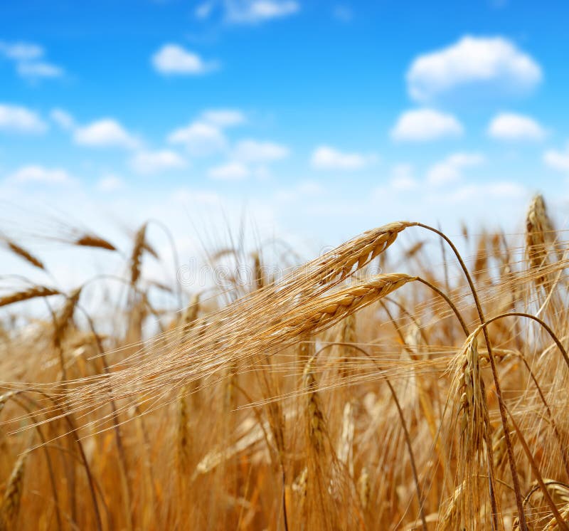 Goldene Gerste im Sommer stockbild. Bild von land, bauernhof - 32841595