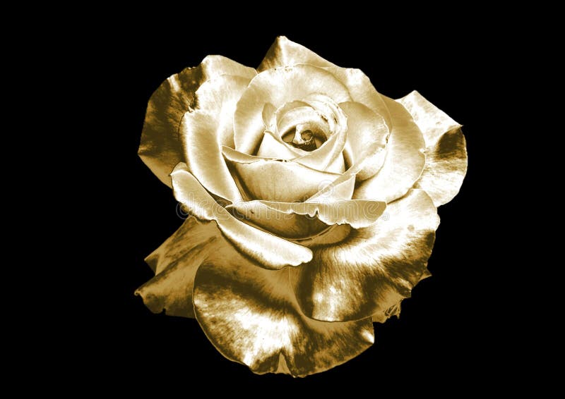 Goldene Rose stockfoto. Bild von schönheit, lilie, schmucksachen - 96018802