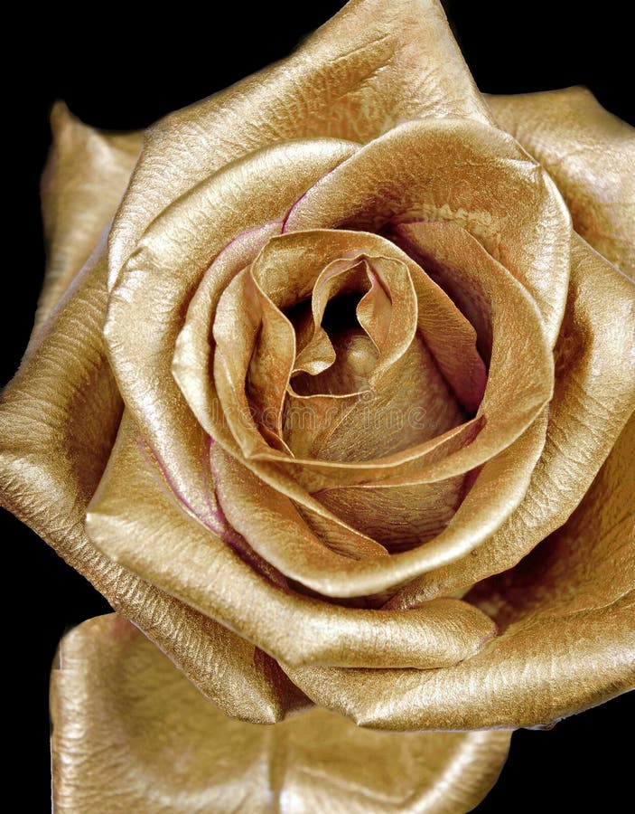 Goldene Rose stockbild. Bild von rose, goldene - 96019105