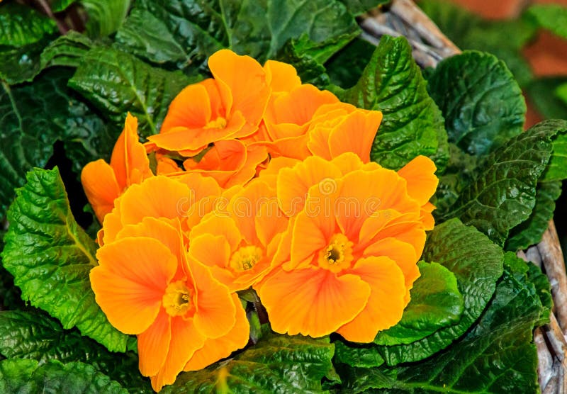 Gelbe Und Rote Primelblumen Im Korb Stockfoto - Bild von blumenhändler ...