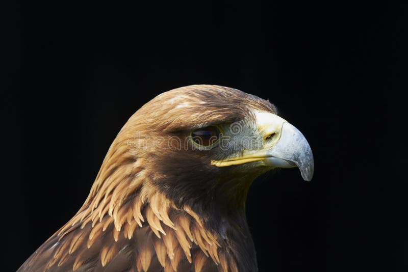 Goldener Adler stockbild. Bild von raub, einzeln, opfer - 23870341