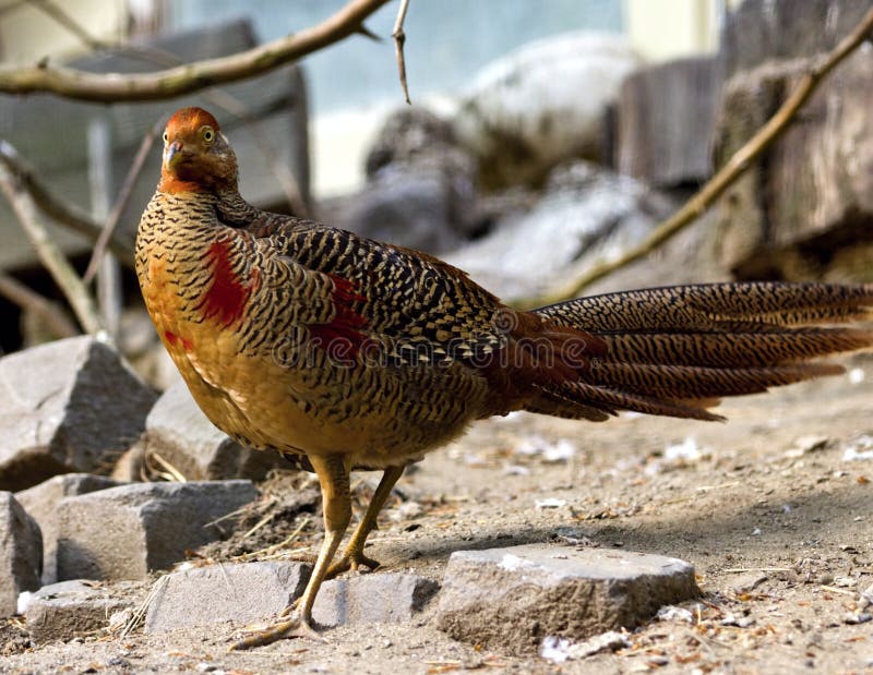 Henne Fasan Stockfotos und Bilder - Laden Sie 705 lizenzfreie Fotos ...