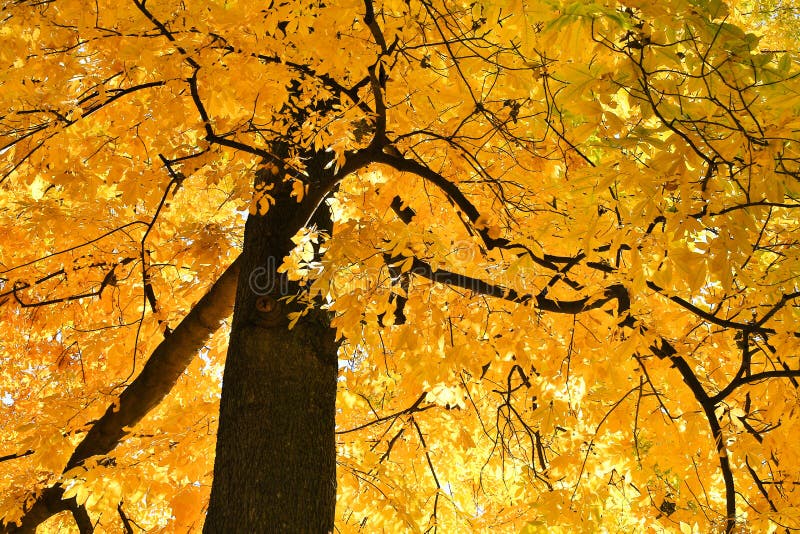 Laubbaum im Herbst stockfoto. Bild von landschaft, nave - 34441514
